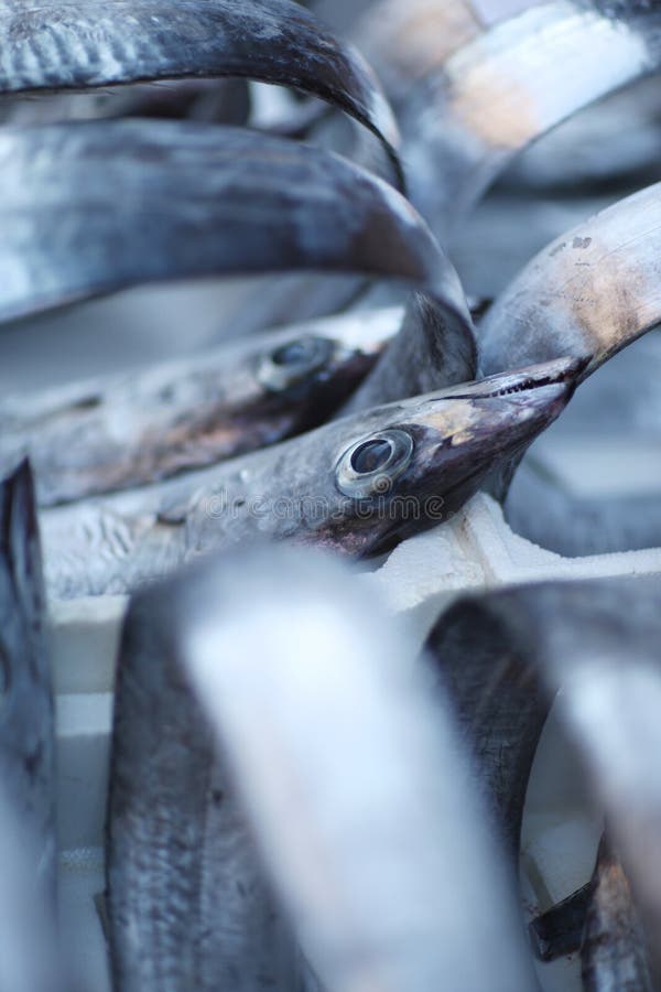 Long silver flat fish stock image. Image of ingredient - 88696969