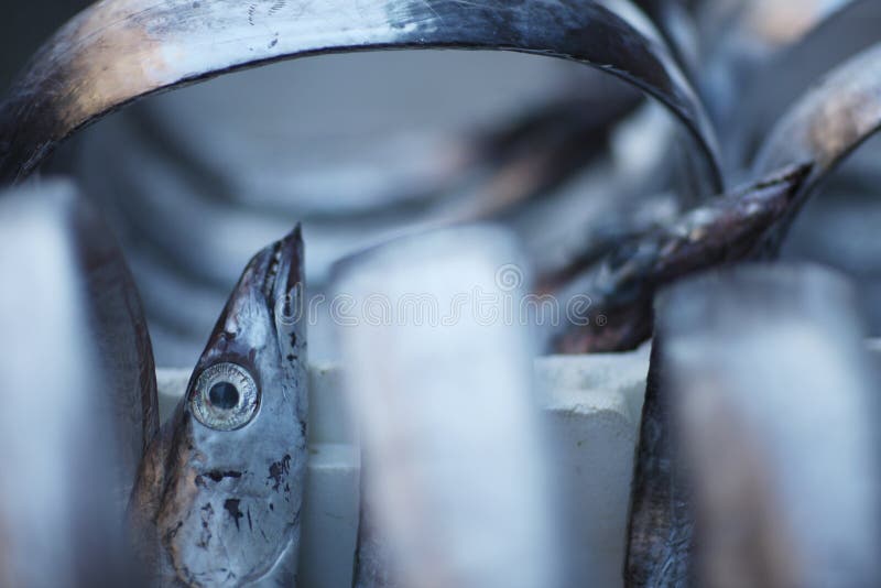 104 Silver Swordfish Stock Photos - Free & Royalty-Free Stock Photos ...