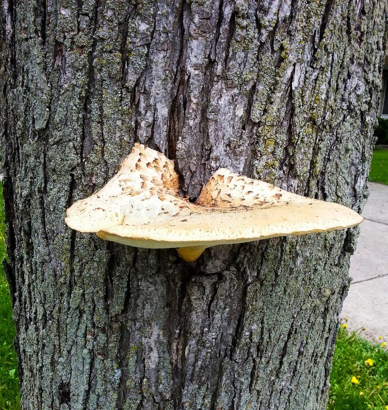Flat mushroom on a tree stock image. Image of forest - 15871591