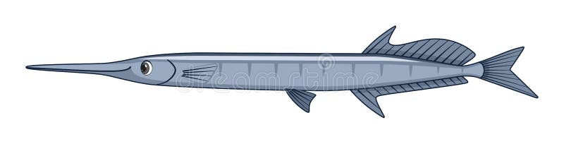 Needlefish stock illustration. Illustration of needle - 15983071