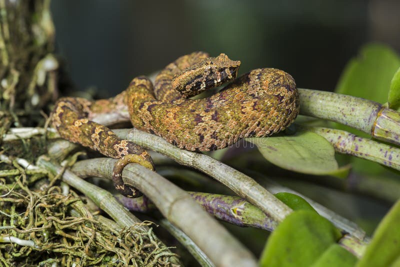 Flat-nosed Pitviper Snake Trimeresurus Puniceus on Tree Branch Stock ...