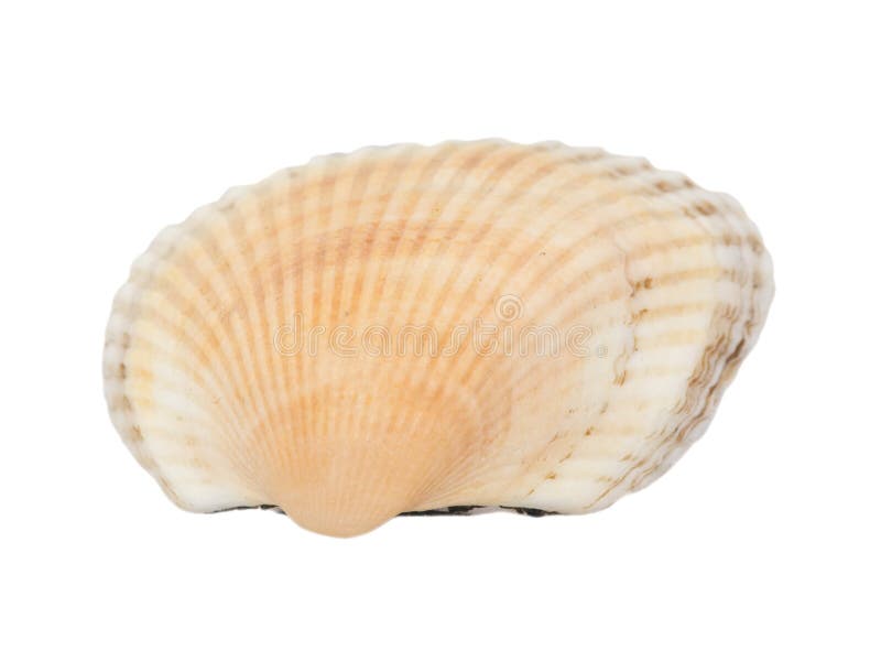 Flat orange shellfish stock photo. Image of pink, shellfish - 10960962