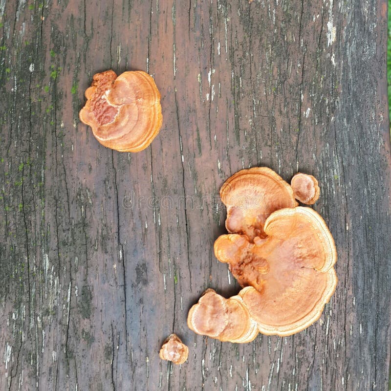 The Flat Orange Wild Fungus Grows on the Trunks of Dead Trees Stock ...