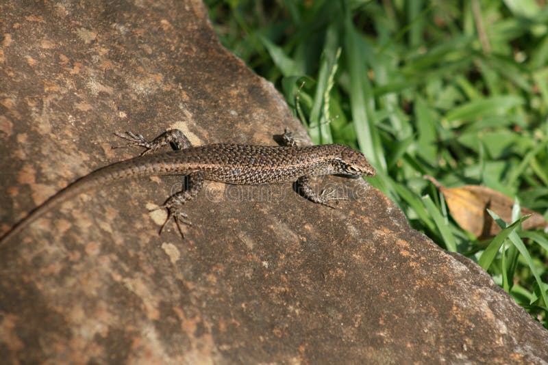 Flat out like a lizard stock photo. Image of reptile, rock - 6259142