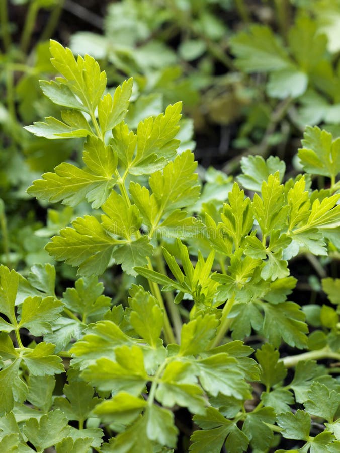 Flat Parsley stock photo. Image of leaves, spice, plant - 64113840