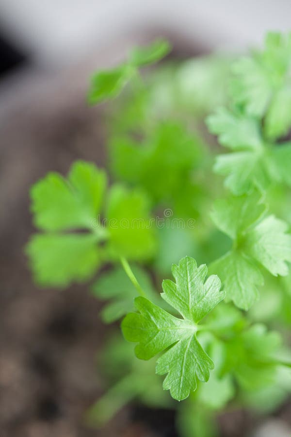 Flat Parsley stock photo. Image of leaves, spice, plant - 64113840