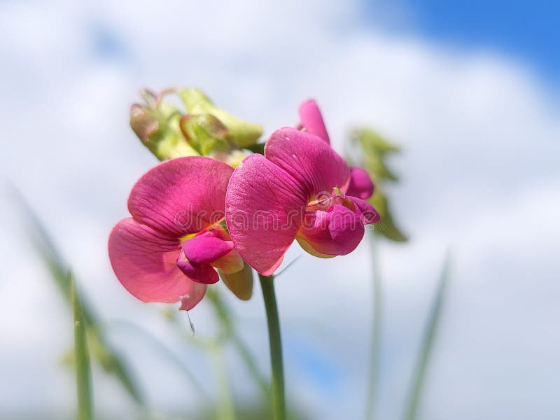 Flat Pea (Lathyrus Sylvestris) Stock Image - Image of blooming ...