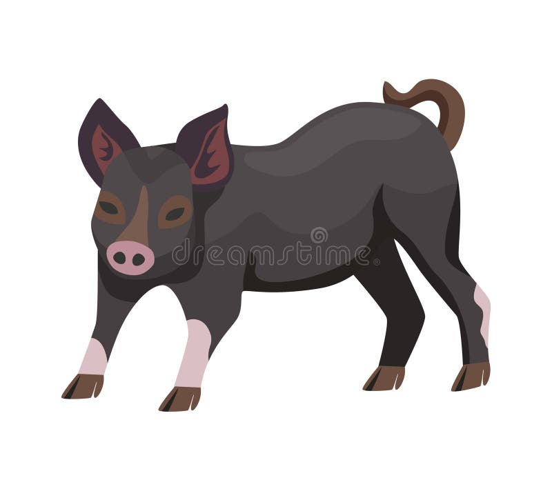 Flat Pig Illustration stock vector. Illustration of natural - 273021683
