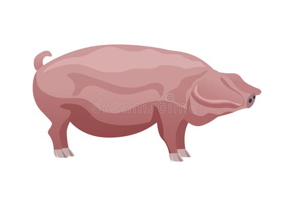 Flat Pig Illustration stock vector. Illustration of rural - 273396272