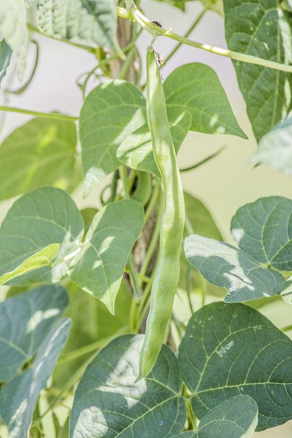 Flat-podded common bean stock image. Image of natural - 72666333