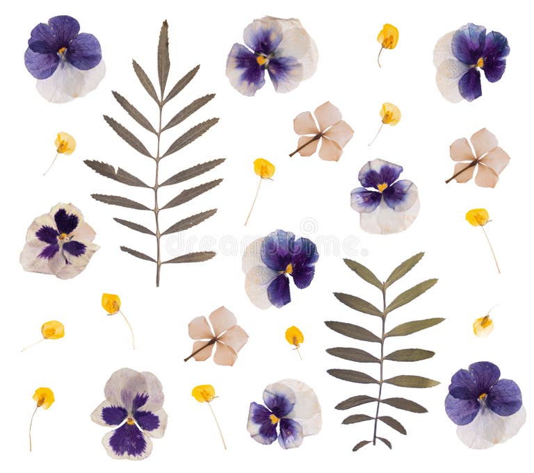 Pressed Flower Stock Illustrations – 6,862 Pressed Flower Stock ...