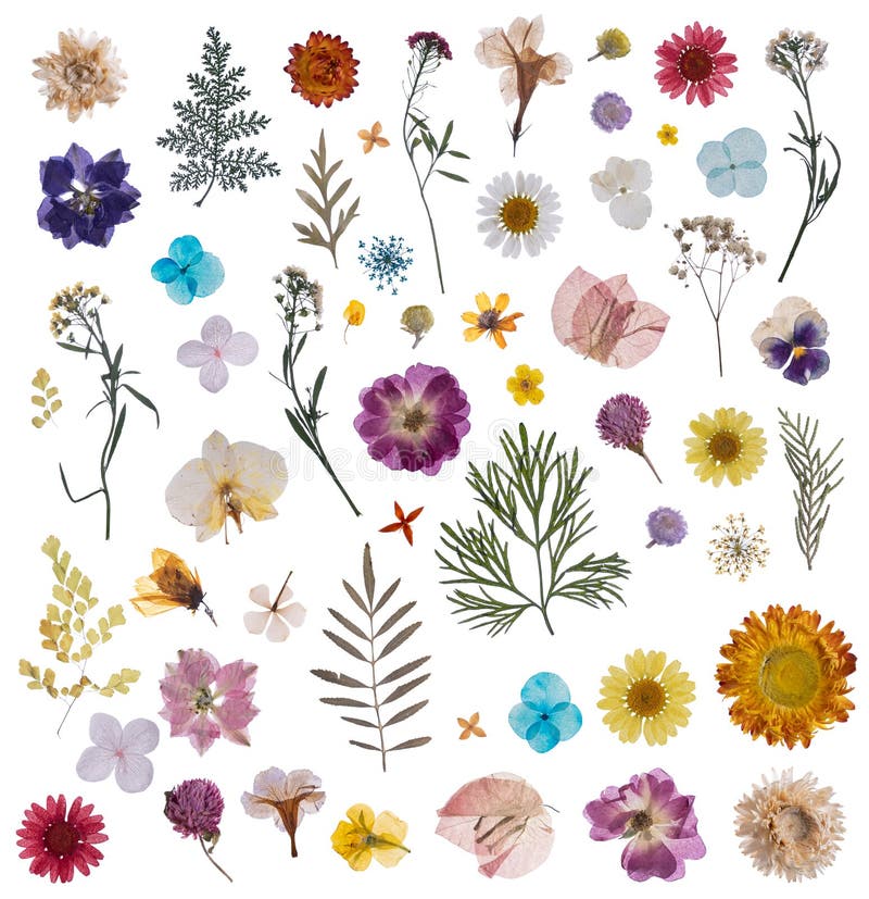 Pressed Flowers Stock Illustrations – 3,957 Pressed Flowers Stock ...