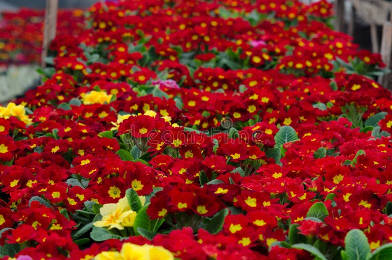 Flat of Red Primrose Plants in the Greenhouse Stock Image - Image of ...