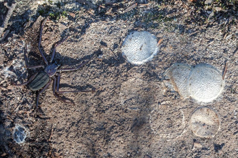 Flat Rock Spider stock photo. Image of wildlife, nature - 225393198