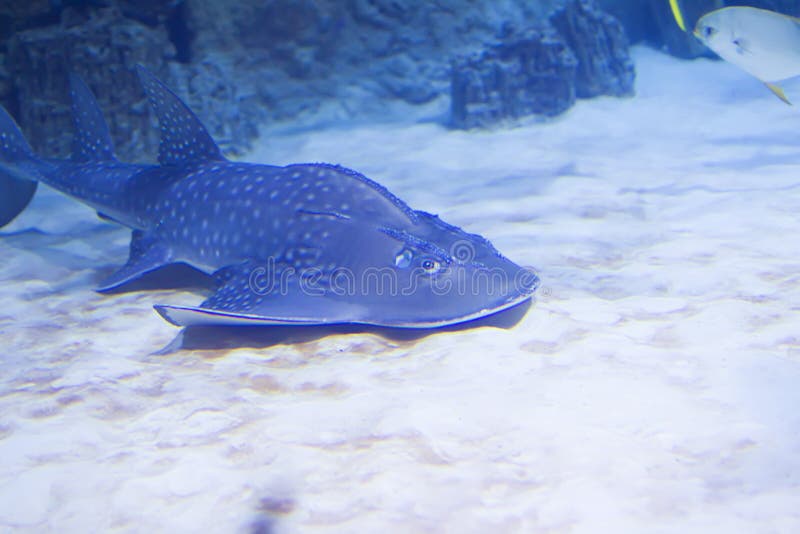 466 Shark Flat Stock Photos - Free & Royalty-Free Stock Photos from ...