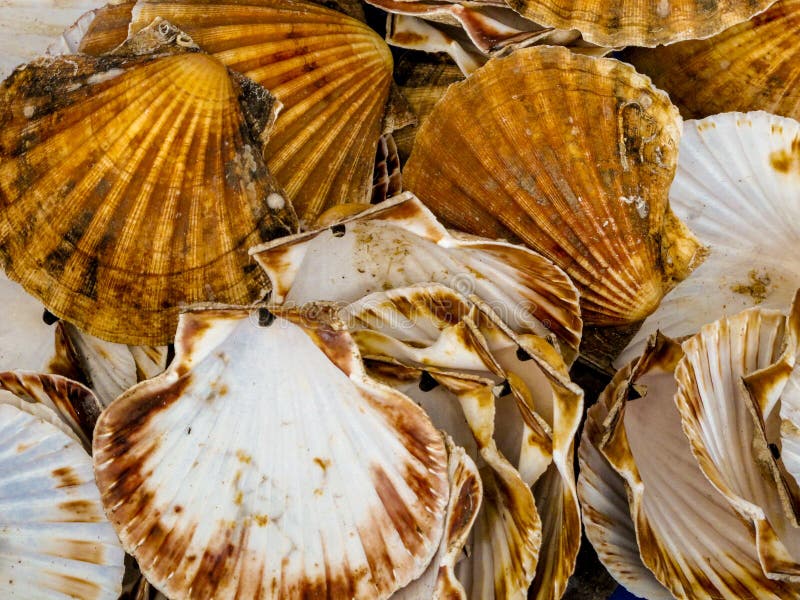 Flat Sea Shells on the Sea Shore Stock Image - Image of coast ...