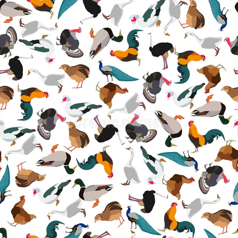 Flat Seamless Pattern Poultry Stock Vector - Illustration of cockerel ...
