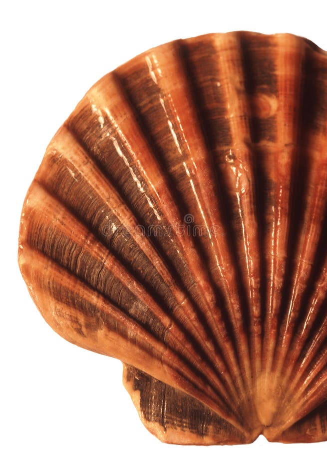 Seashell Background on Turquoise Blue Stock Image - Image of themed ...