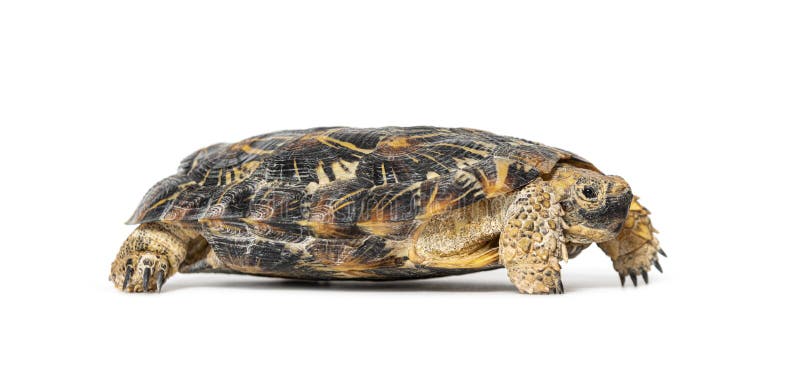 Flat-shelled Pancake Tortoise, Malacochersus Tornieri, Isolated on ...