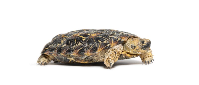 Flat-shelled Pancake Tortoise, Malacochersus Tornieri, Isolated on ...