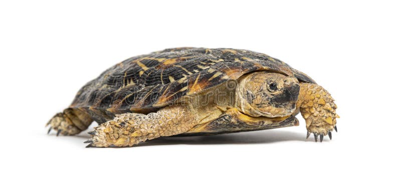 Flat-shelled Pancake Tortoise, Malacochersus Tornieri, Isolated on ...