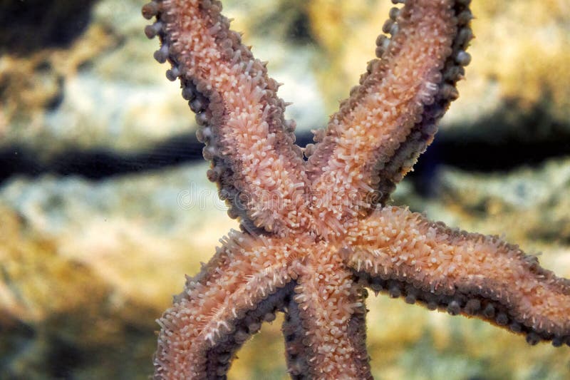 Flat Starfish Bottom View Deep Underwater Stock Image - Image of scuba ...