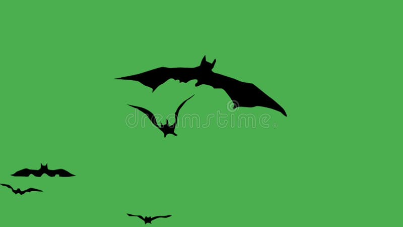 Bat Flying on Green Screen stock footage. Video of animation - 198590986