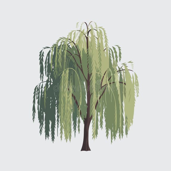A Flat-Style Willow Tree on a Plain White Background Stock Vector ...