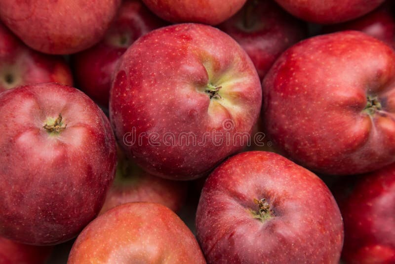 Apple Starkrimson Double Red -Novaci Romania 18 Stock Image - Image of ...