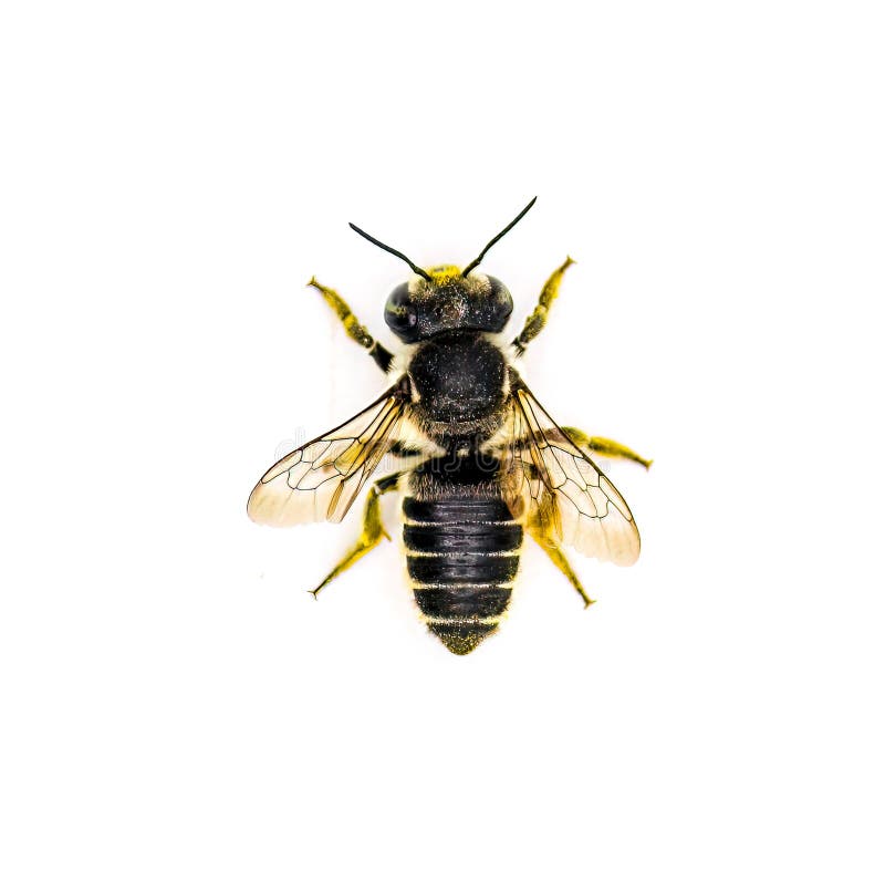 Flat Tailed Leaf Cutter Bee - Megachile Mendica - Also Called ...