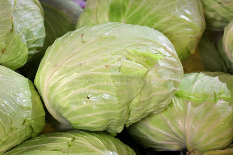 The Flat or Taiwanese Cabbage Has a Large Flat Head. Stock Photo ...