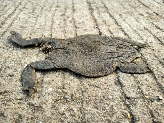 Flat toad on the road stock photo. Image of road, toad - 136217998