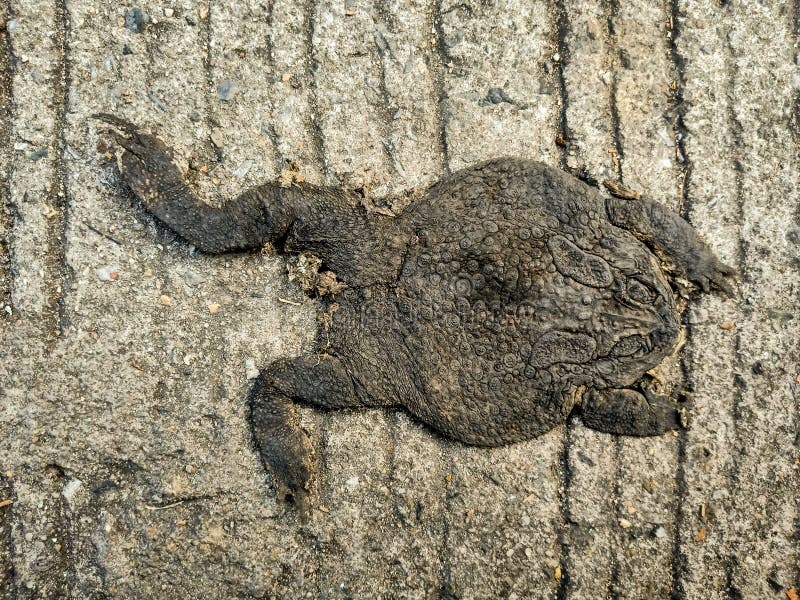 Flat toad on the road stock image. Image of toad, flat - 136218049
