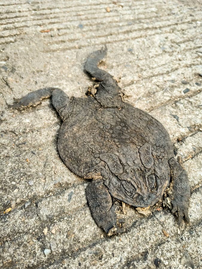 Flat toad on the road stock photo. Image of road, toad - 136218034
