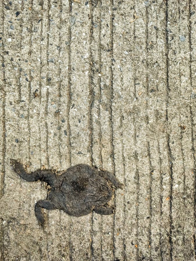 Flat toad on the road stock image. Image of toad, flat - 136218009