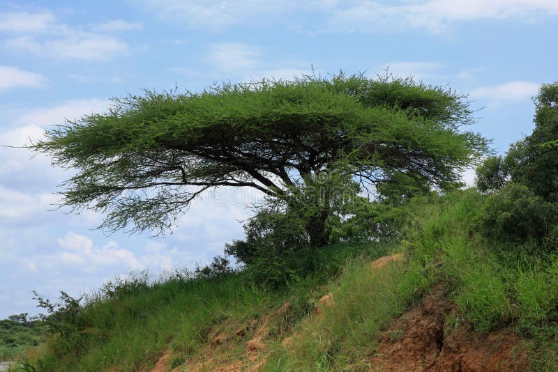 Flat Top Acacia Trees stock image. Image of africa, puffy - 29405699