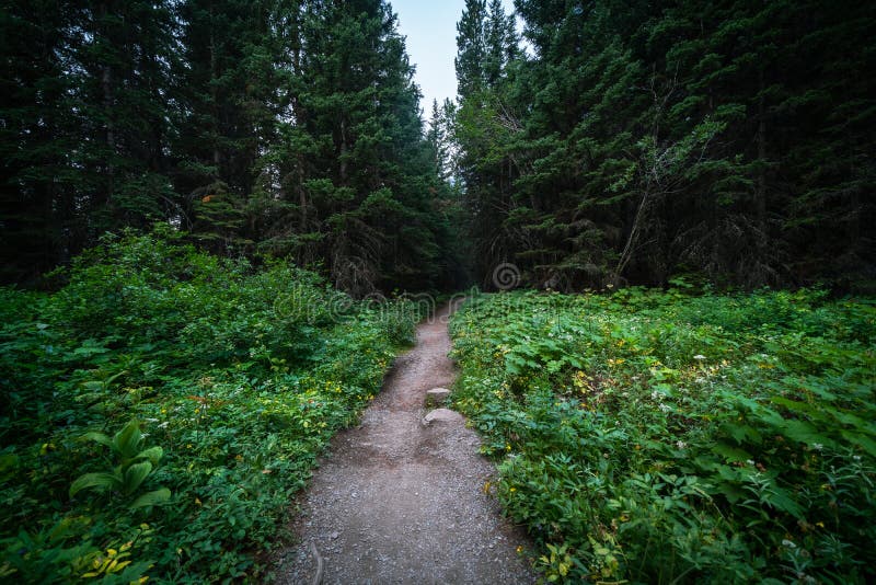 Flat Trail through the Forest Along the Swiftcurrent Lake Trail in ...