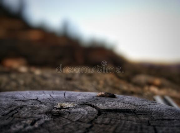 Flat Tree Structure stock image. Image of motion, structure - 142994873