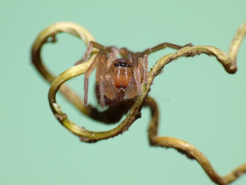 Flat-tummy spider stock image. Image of green, resting - 4186083