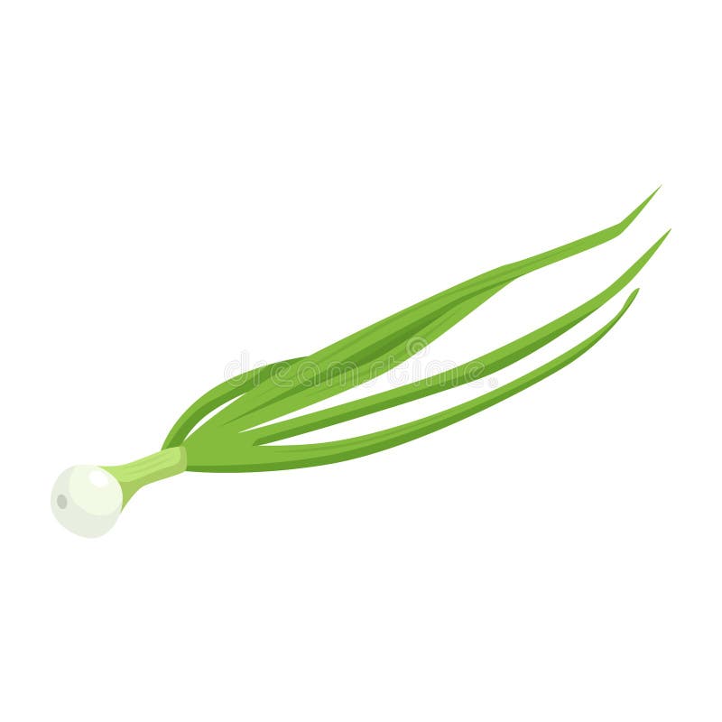 Flat Vector of Chives Isolated on White Background. Stock Vector ...