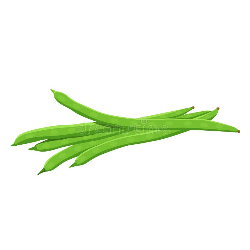 Flat Vector of Haricot Beans Isolated on White Stock Vector ...
