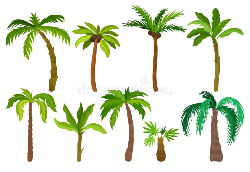Flat Vector Set of Palm Trees. Plants of Tropical Forest. Landscape ...