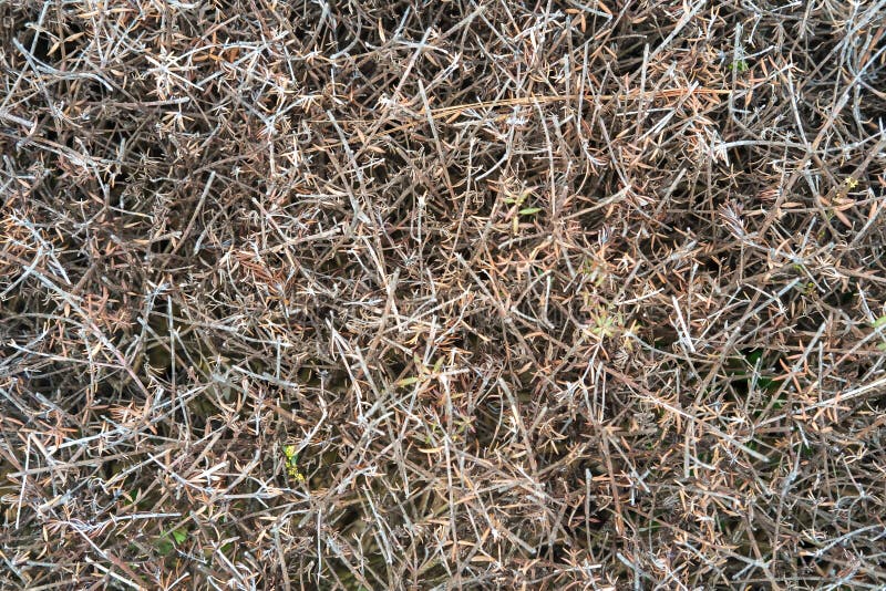 Flat View of the Dry Tree Branches Stock Image - Image of view, plant ...