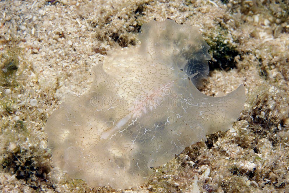 Flat-Worm foto de archivo. Imagen de agua, pescados, salto - 7816742