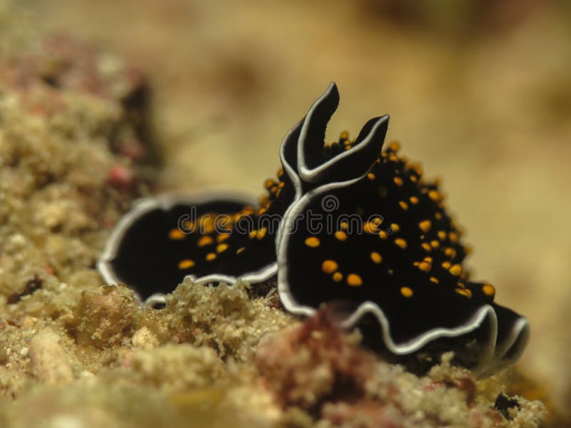 Flat worm stock image. Image of macrocloseup, diving - 81012983