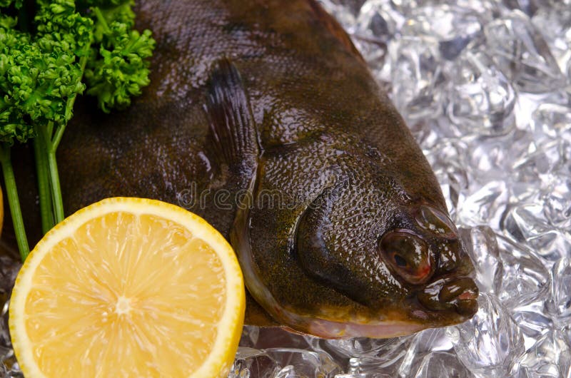 Flatfish stock photo. Image of healthy, delicacy, eating - 22524672