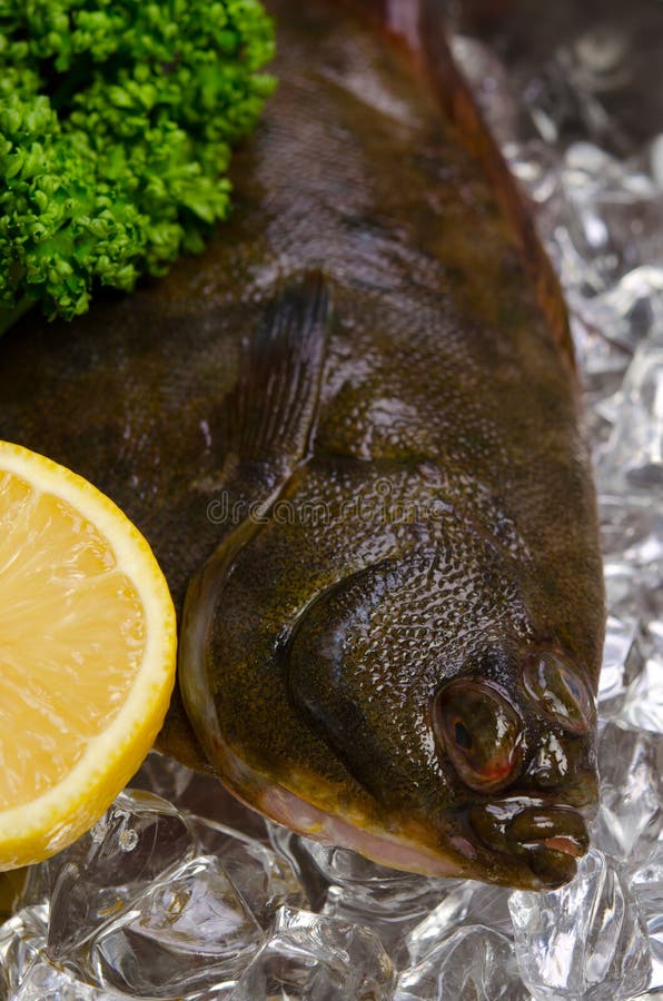 Flatfish stock photo. Image of lemon, nature, edible - 22524676