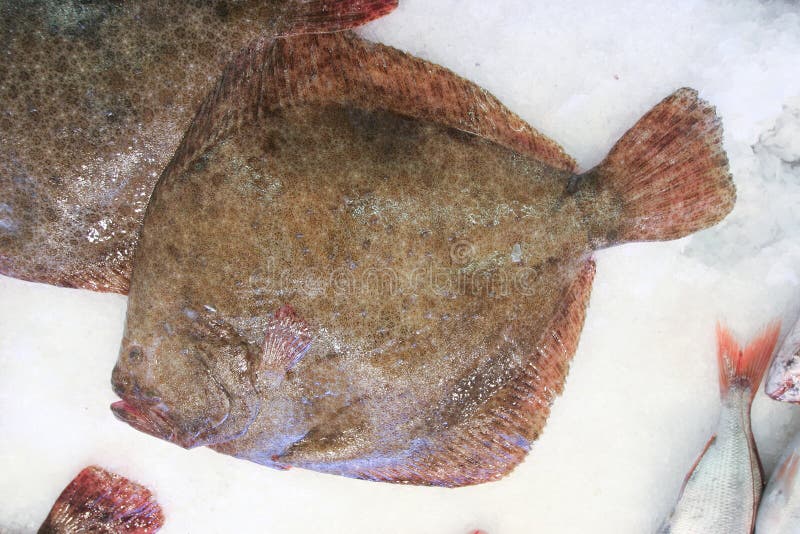 Flatfish stock image. Image of body, cool, mediterranean - 23794237