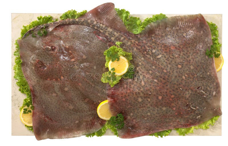 Flatfish stock photo. Image of fishing, flatfish, dietary - 28353658