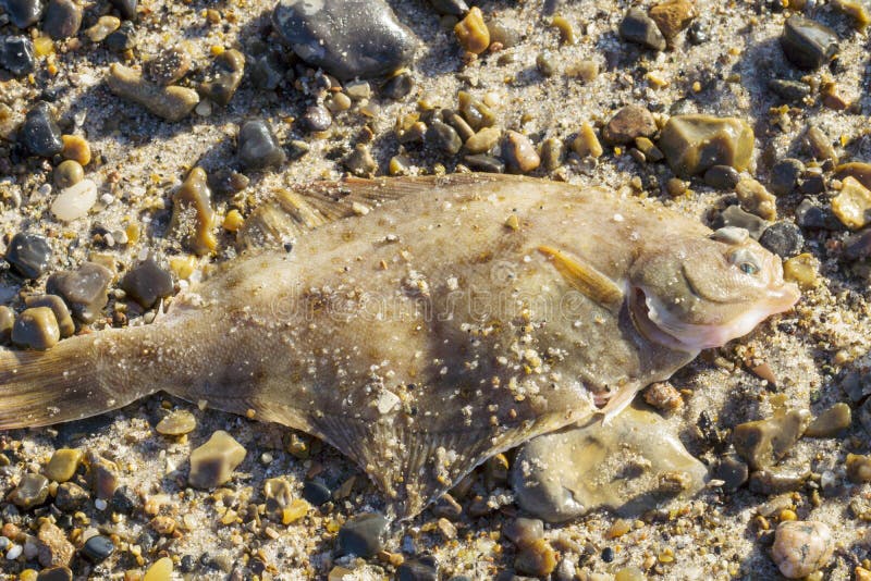 Flatfish on the Beach stock image. Image of bottom, seabed - 116666705